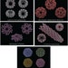 Virus and Phage Postcards Science Art From Three Bacteriophage ...