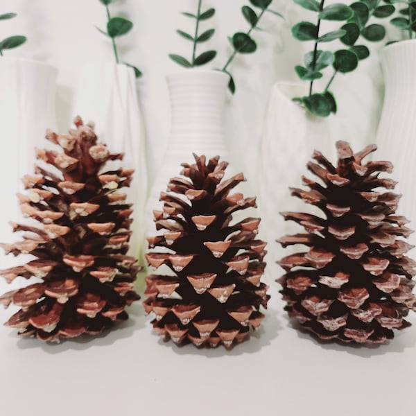 Large Pine Cones - Etsy