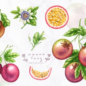 Passion Fruit Clipart Watercolor, Fruit Clipart, Passion Fruit Png ...