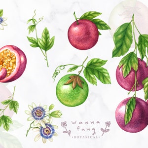 Passion Fruit Clipart Watercolor, Fruit Clipart, Passion Fruit Png ...
