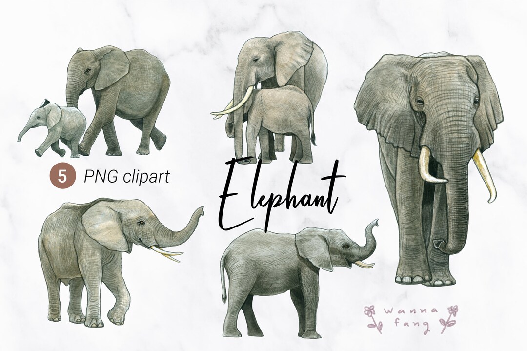 Watercolor Elephant Clipart, Safari Animal, Animal Clipart, Baby Wall ...