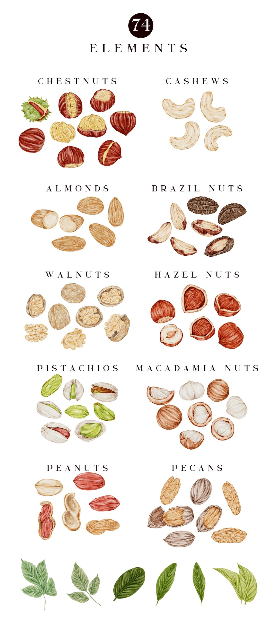 Watercolor Nuts Clipart, Nuts Set Clipart, Healthy Food PNG, Peanuts ...