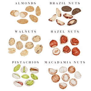 Watercolor Nuts Clipart, Nuts Set Clipart, Healthy Food PNG, Peanuts ...