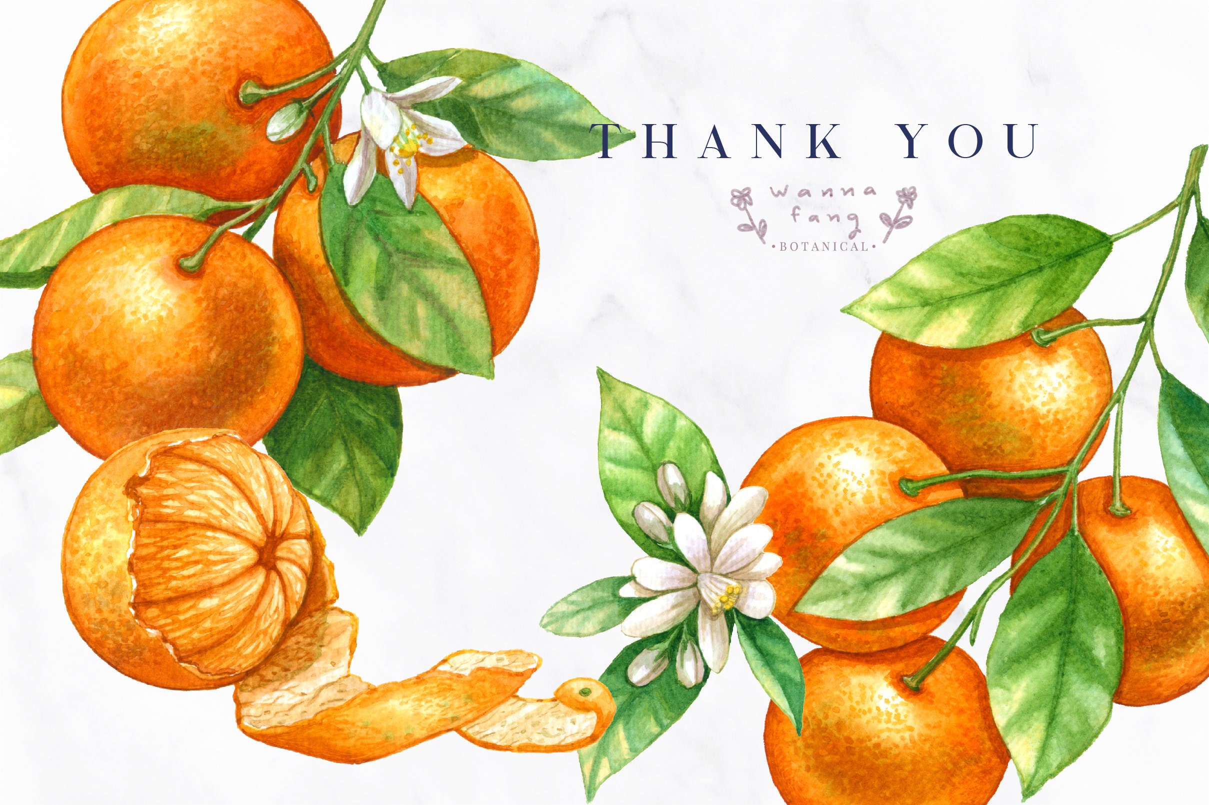 Orange Clipart Watercolor, Fruit Clipart, Orange Png, Floral Clipart ...