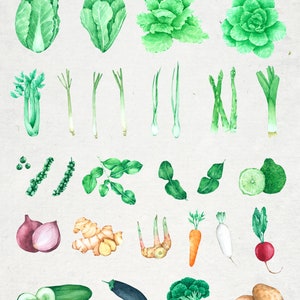 Watercolor Vegetable Clipart, Tomato, Pepper, Broccoli, Onion, Cabbage ...