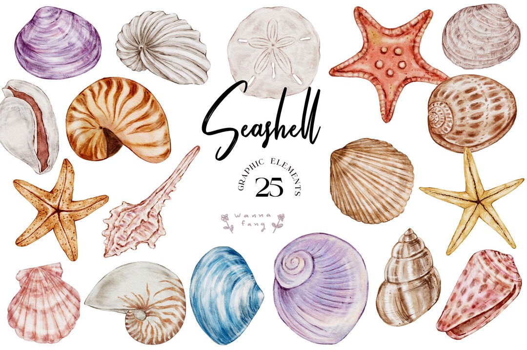 Watercolor Seashells Clipart, Ocean Sea Shell Clipart, Under the Sea ...