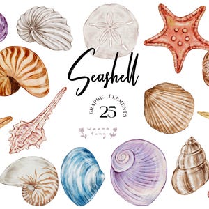 Watercolor Seashells Clipart, Ocean Sea Shell Clipart, Under the Sea ...