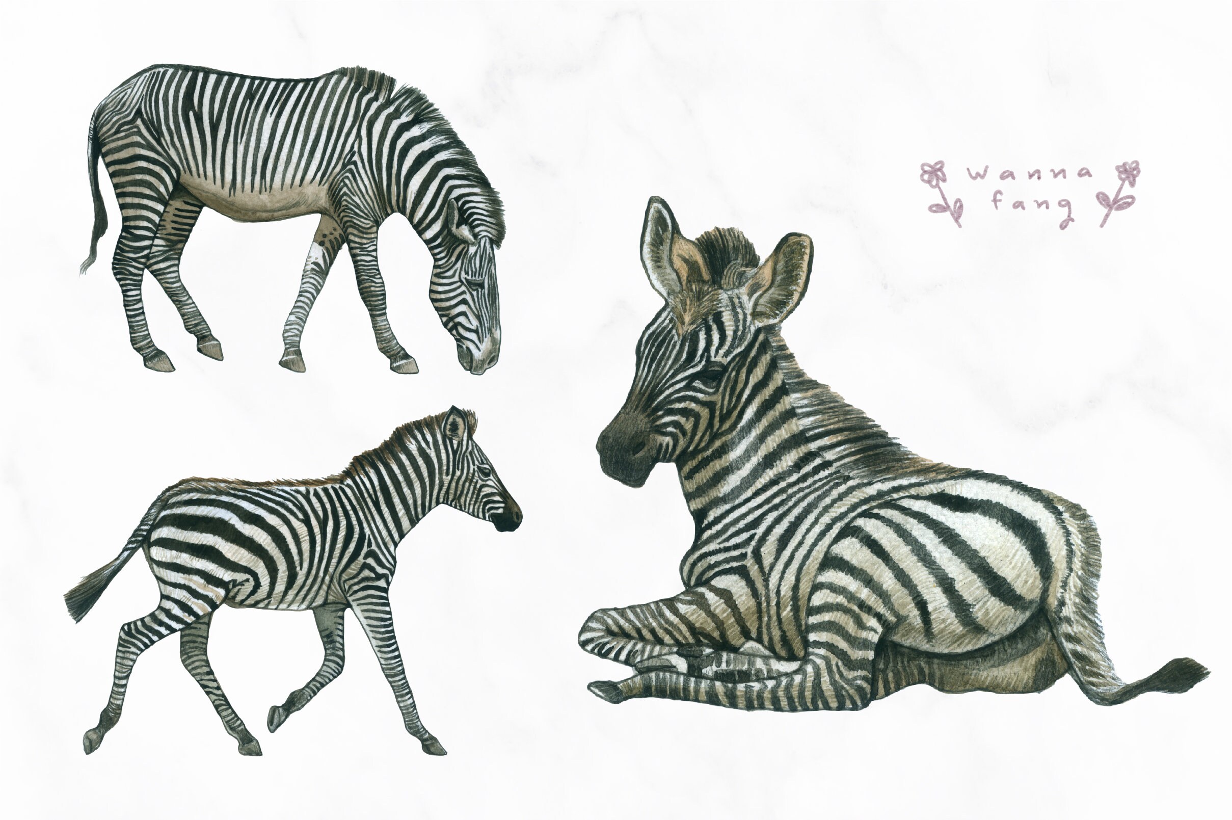 Watercolor Zebra Clipart, Safari Animal, Animal Clipart, Baby Wall Art ...