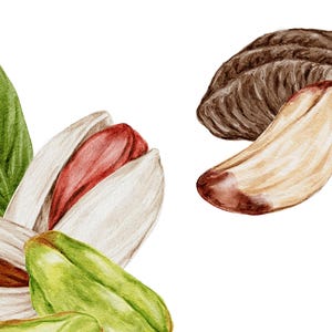 Watercolor Nuts Clipart, Nuts Set Clipart, Healthy Food PNG, Peanuts ...