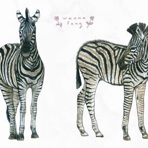 Watercolor Zebra Clipart, Safari Animal, Animal Clipart, Baby Wall Art ...