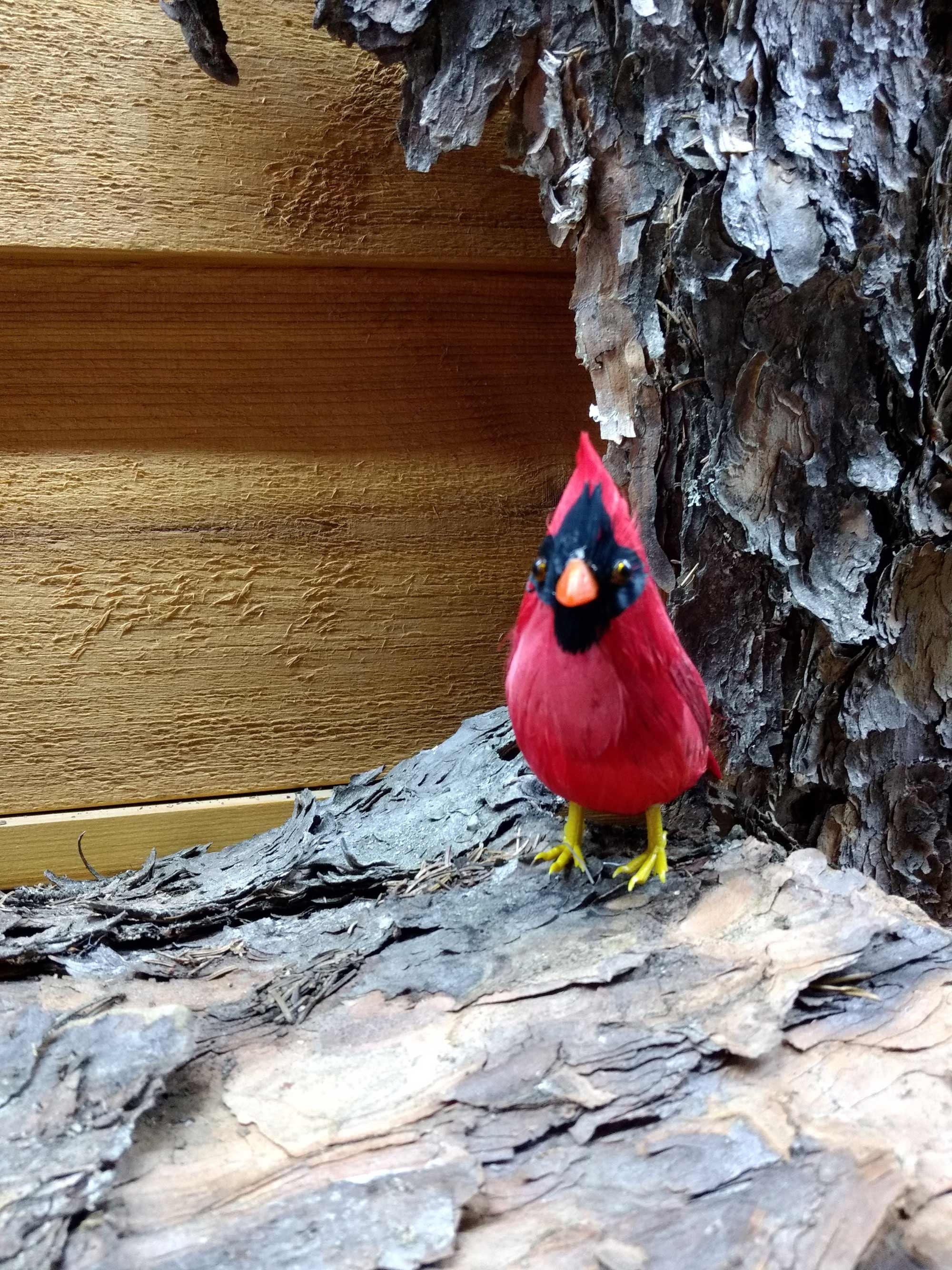 Handmade Cardinal Toy Cardinal Bird Replica Made With Real - Etsy