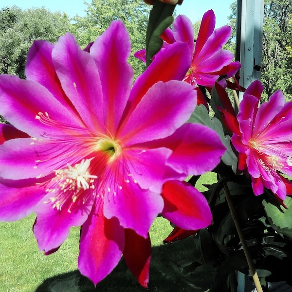 Orchid Cactus - Etsy