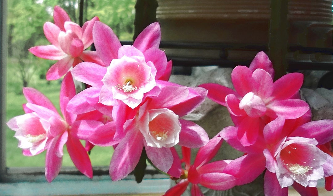 3 Cuttings for Less German Empress Epiphyllum Rare Orchid Cactus - Etsy