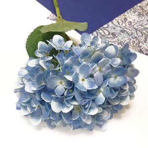 True Blue Hydrangea; Enhance Your Floral Design With Our Large High ...
