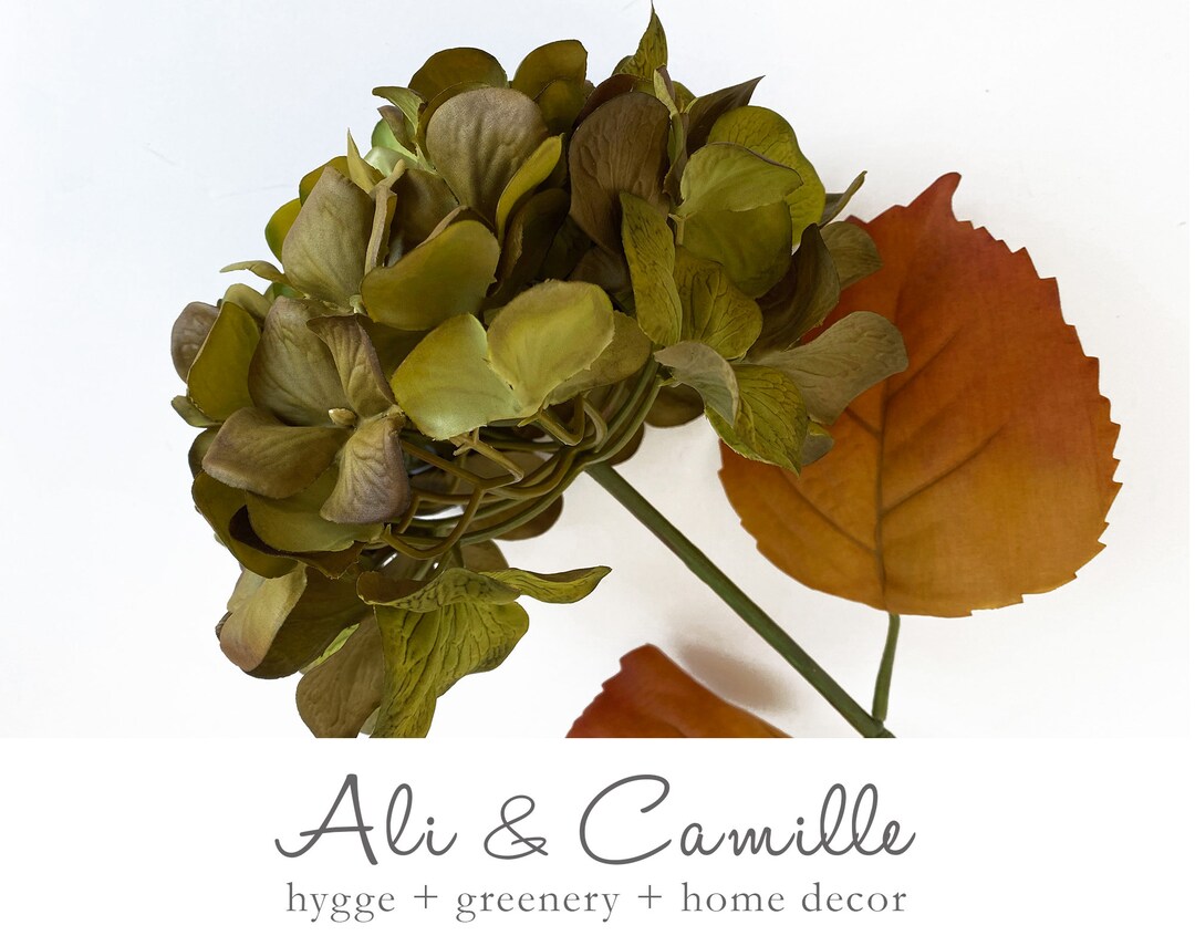 Green Hydrangea, Dried Flower-look, Beautiful Green Hydrangea for Color ...