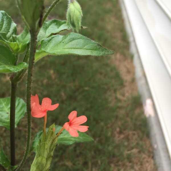 Crossandra Live Plant - Etsy
