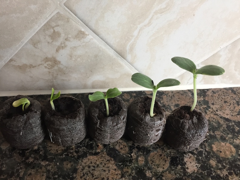 Seeds Crossandra firecracker Kanakambaram Plant - Etsy