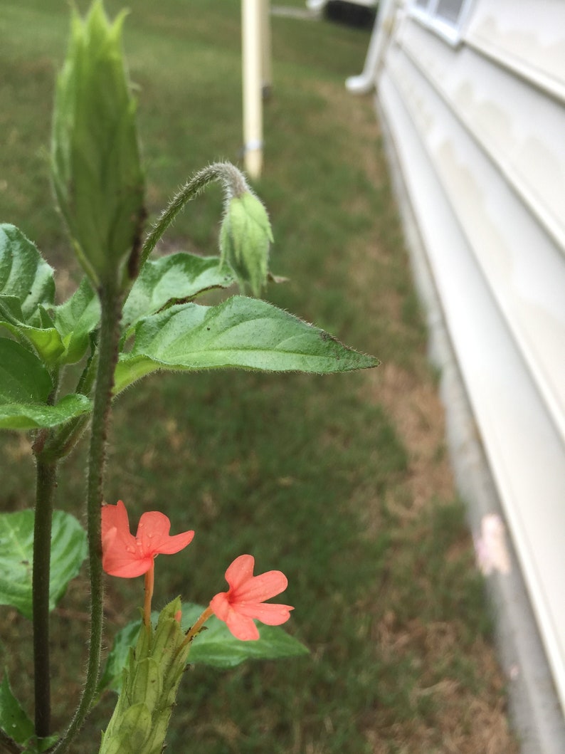 Seeds Crossandra firecracker Kanakambaram Plant - Etsy