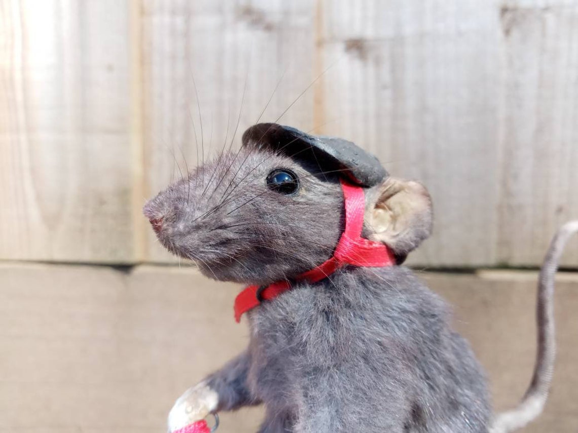 Taxidermy Anthropomorphic Rat Horse Riding OOAK Equestrian | Etsy