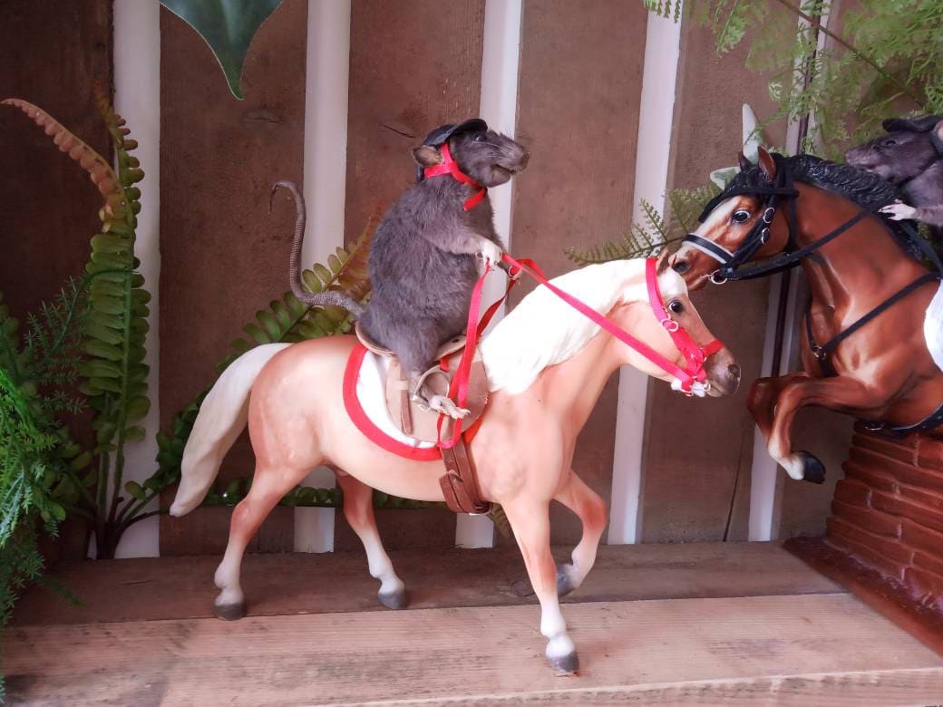 Taxidermy Anthropomorphic Rat Horse Riding OOAK Equestrian | Etsy