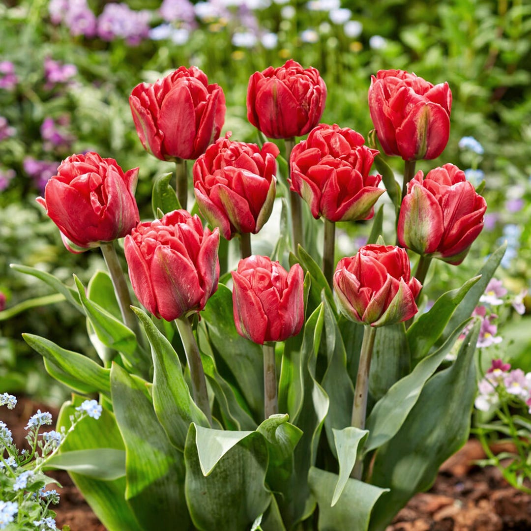 Tulip Red Foxtrot 10 Flower Bulbs From Easy to Grow - Etsy