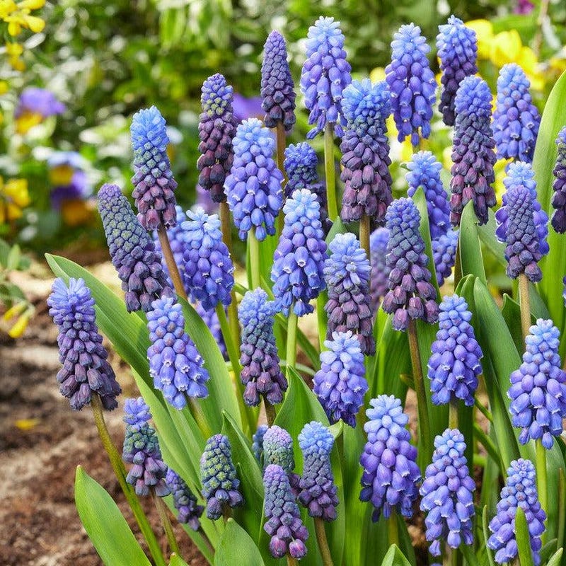 Hyacinth Blue - Etsy