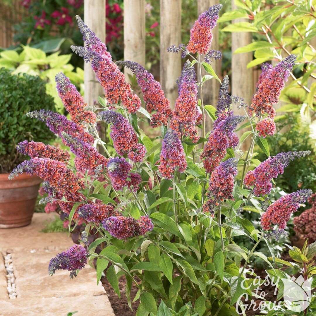 Buddleia Butterfly Bush Bicolor 1 Potted Plant - Summer Fragrant Purple ...