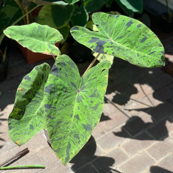 Colocasia Mojito - Etsy
