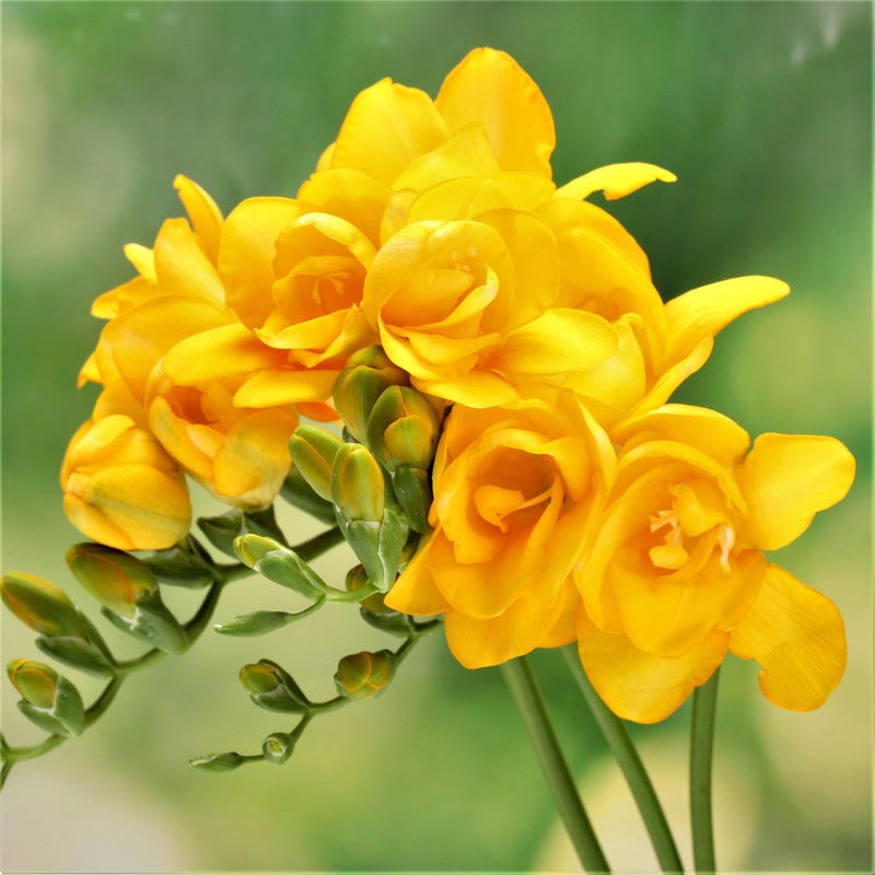 Freesia - Etsy