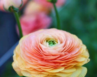 Italian Ranunculus | Etsy