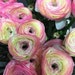 10 Ranunculus Asiaticus Tecolote 'merlot' Persian - Etsy