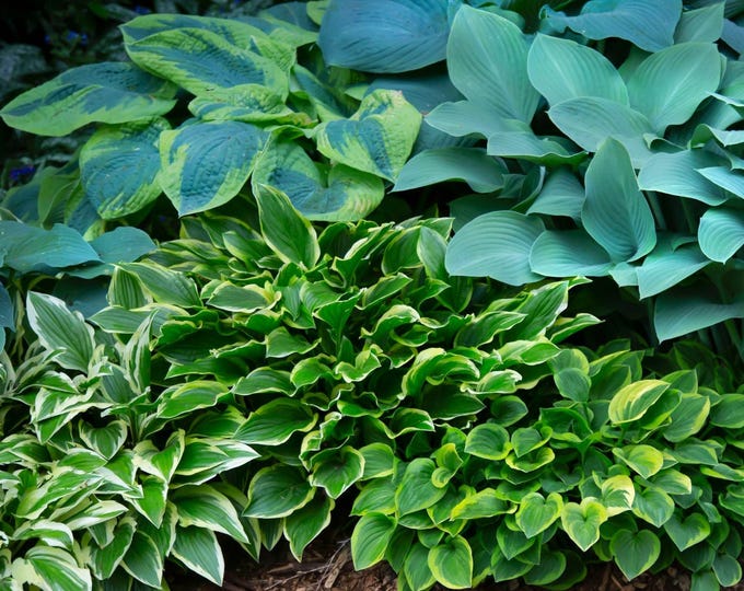 Hosta june - Etsy