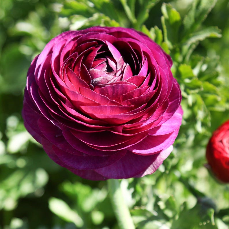 Ranunculus Merlot 10 Buttercup Flower Bulbs, Spring Blooms Full Sun ...