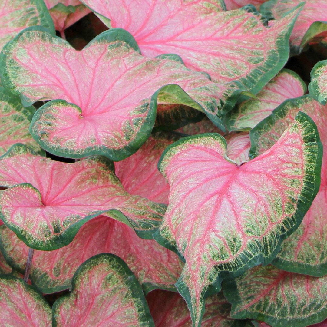3 Caladium Chinook Flower Bulbs From Easy to Grow - Etsy