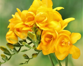 Double Freesia Bulbs - Etsy
