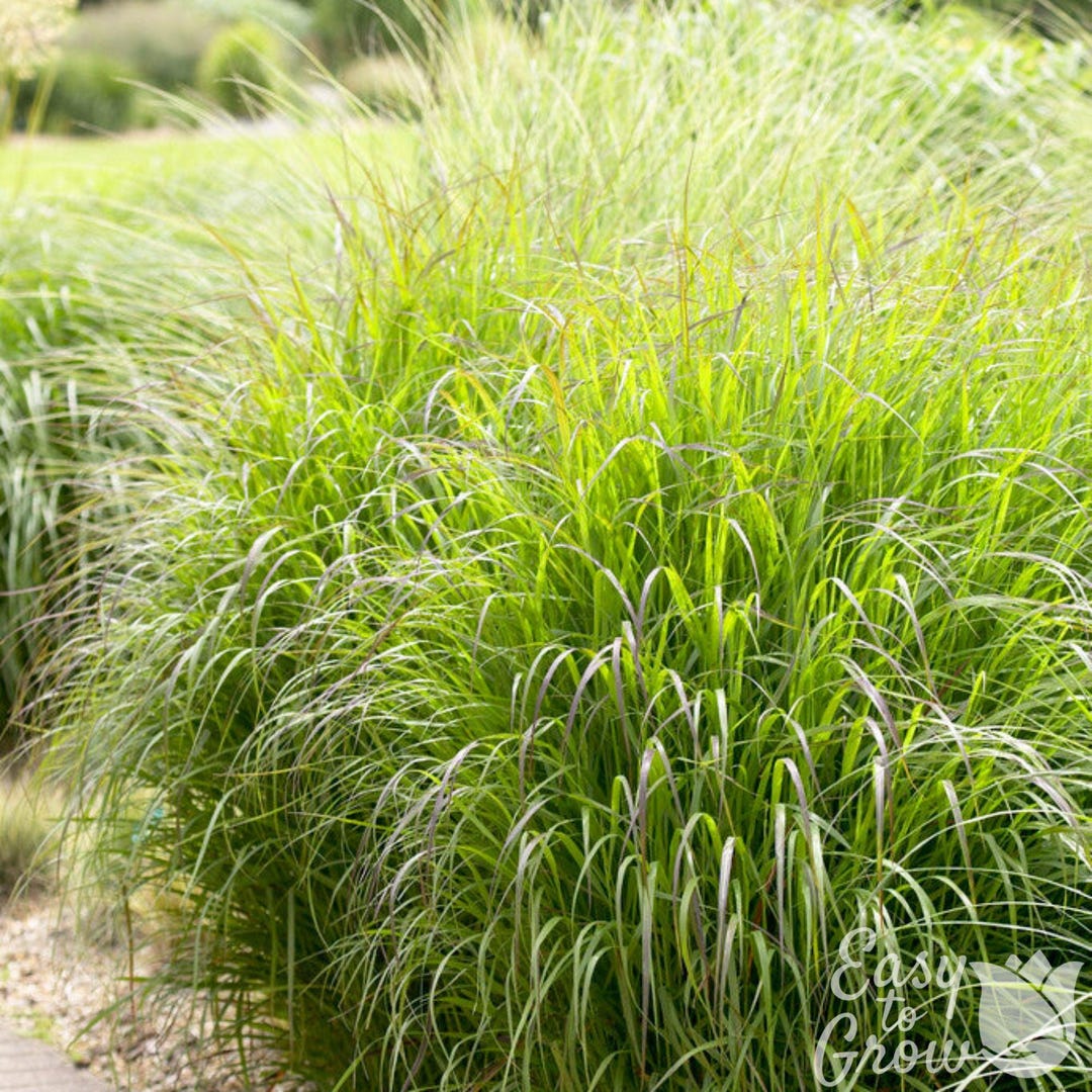 Shenandoah Grass 2 Potted Plants - Native Multicolor Foliage in Sun ...