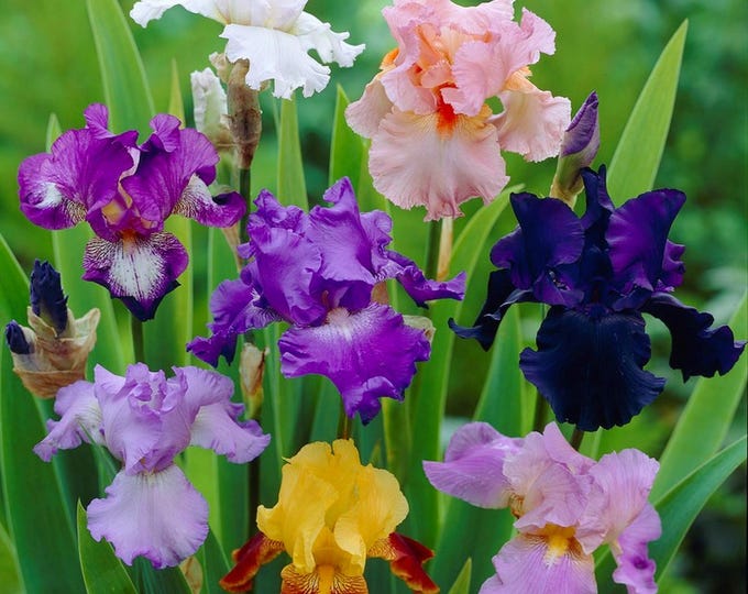 Iris 'night Ruler' Deep Violet Tall Bearded Iris - Etsy