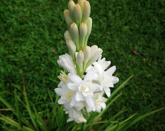 Double Tuberose the Pearl, Rajnigandha, Agave Amica Aka Polianthes ...