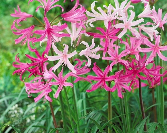 1 Pink Nerine Spider Lily Bulb Perennial Plant Jersey Guernsey Bowdenii ...