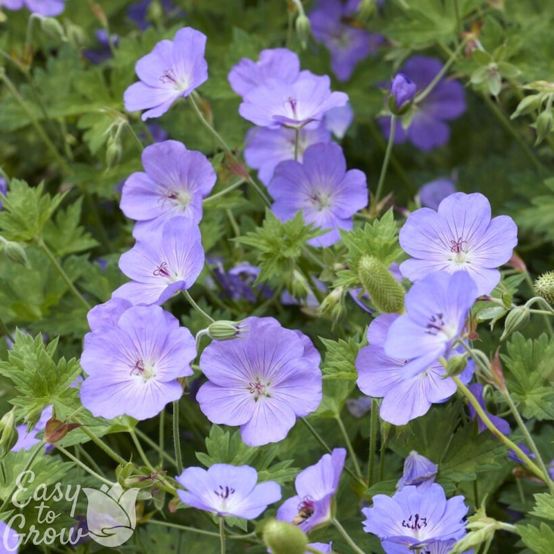 Geranium Zonal Seeds - Etsy