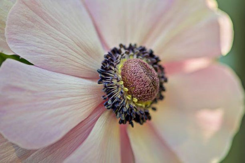 Italian Anemone Mistral Plus Rarity 10 Bulbs | Etsy
