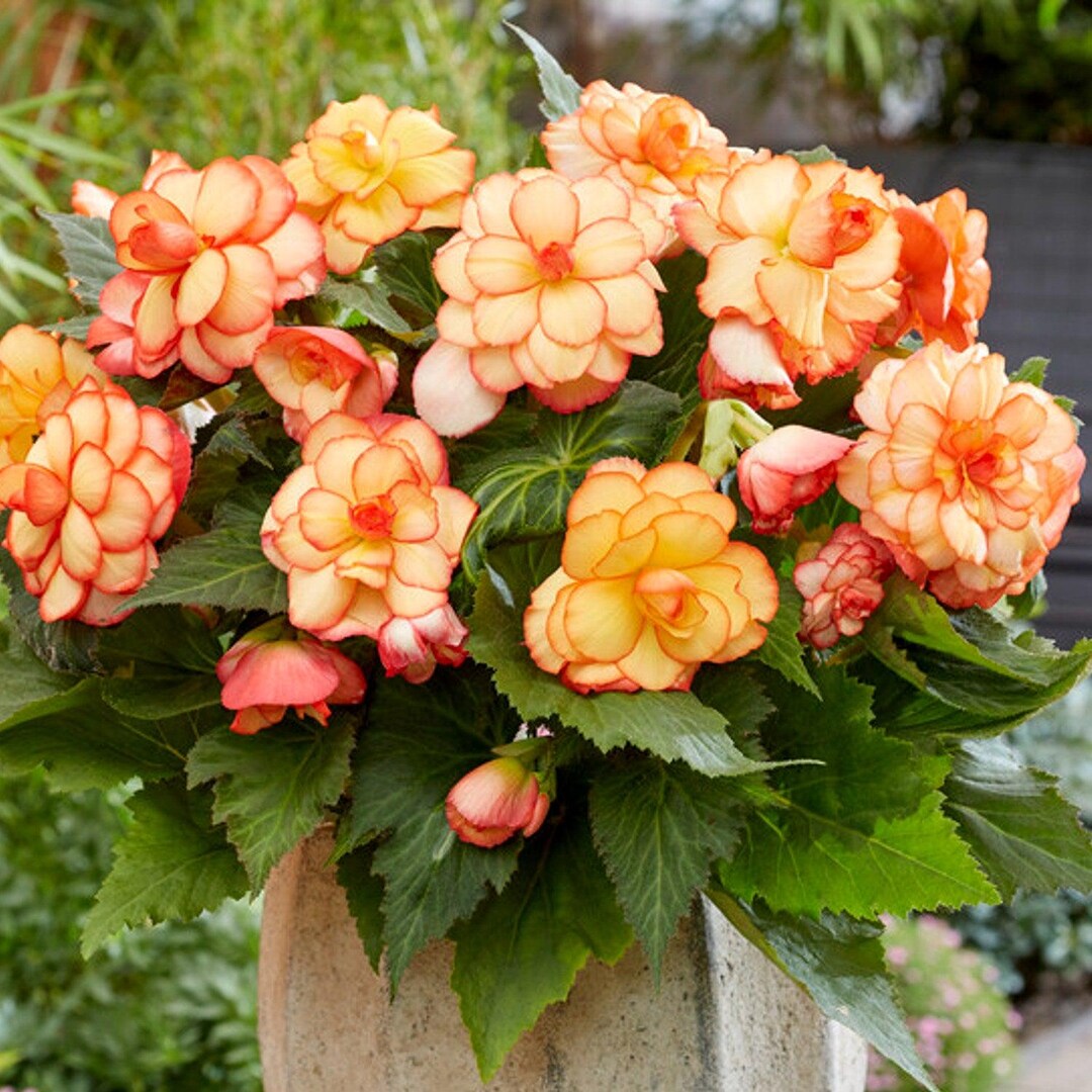 Begonia Picotee Sunburst 3 Flower Bulbs From Easy to Grow - Summer ...