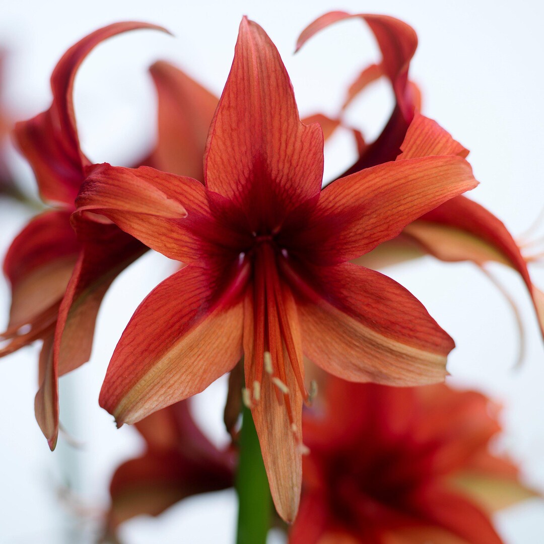 Amaryllis Bogota Flower Bulb From Easy to Grow - Etsy