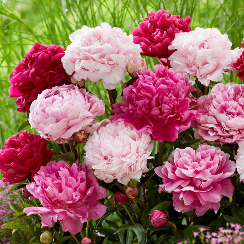 Peonies Sun - Etsy
