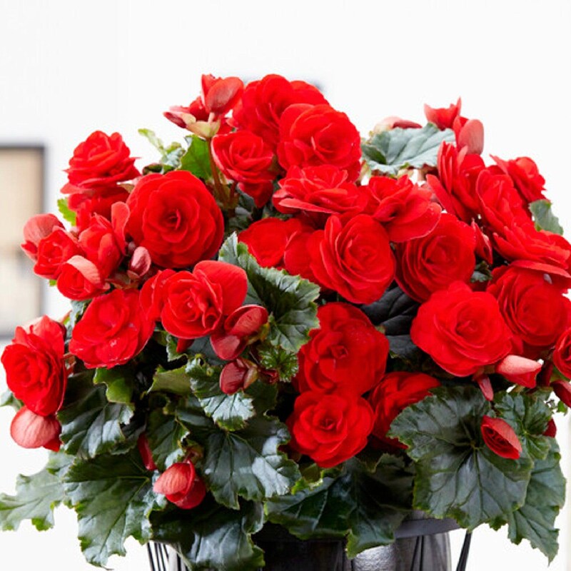Outdoor Artificial Begonias - Etsy