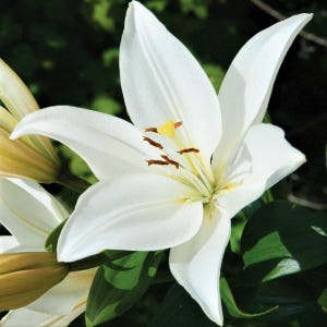 Lilium Asiatic Lily Bright Diamond 3 Flower Bulbs - Summer White Blooms ...