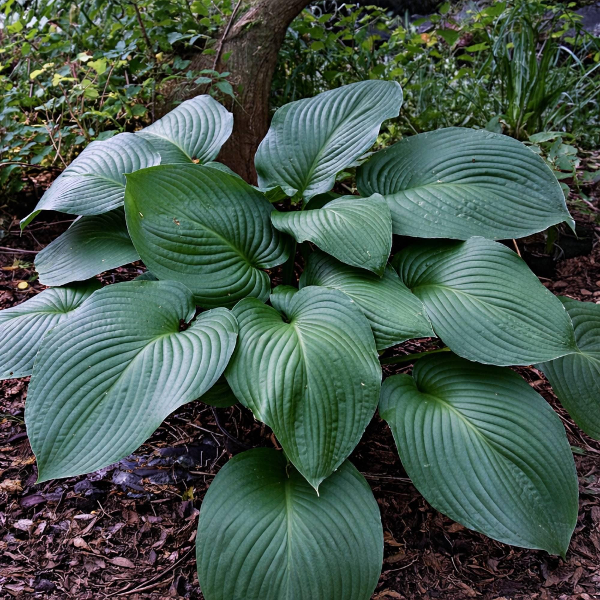 Hosta T-rex 3 Roots - Summer Flowers & Large Foliage in Shade, From ...