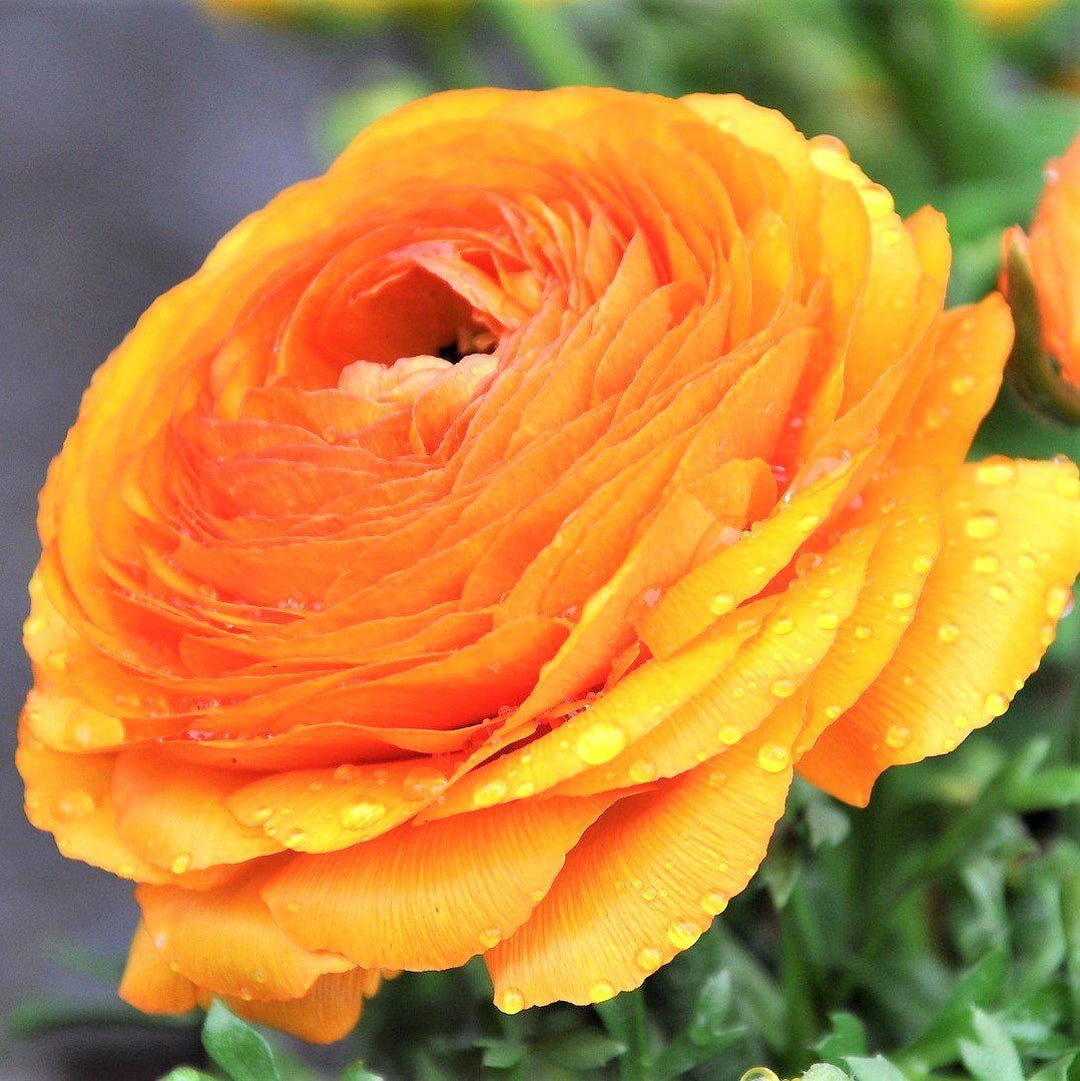 Ranunculus Asiaticus Tecolote 'gold' 10 Pack Persian Buttercup Flower ...