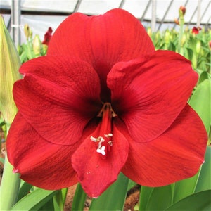 5 Amaryllis Ferrari Flower Bulbs From Easy to Grow - Etsy