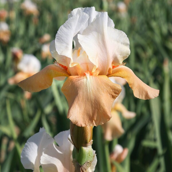 Bearded Iris Bulbs - Etsy